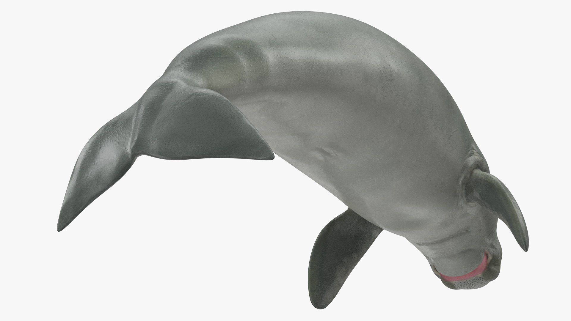 3D dugong swimming pose model - TurboSquid 1519004