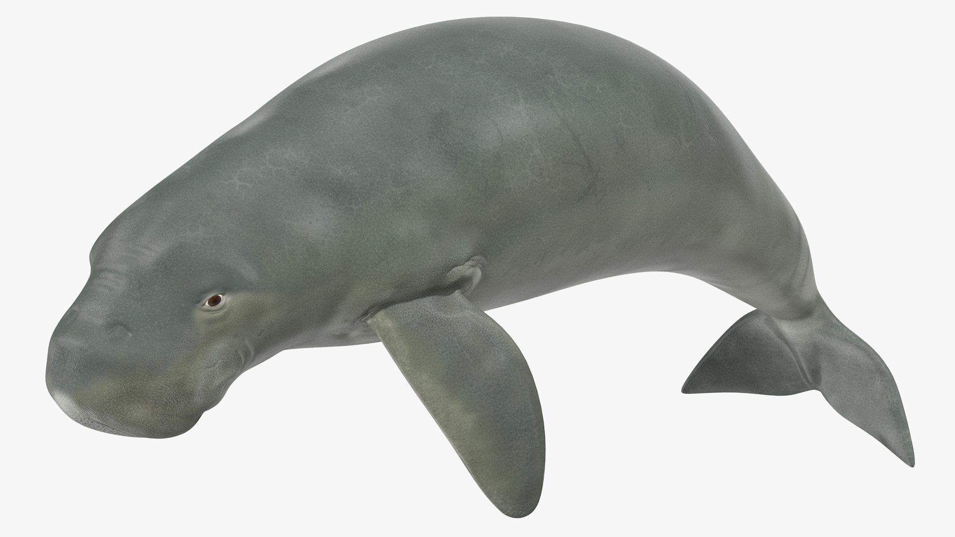 3D Dugong Swimming Pose Model - TurboSquid 1519004