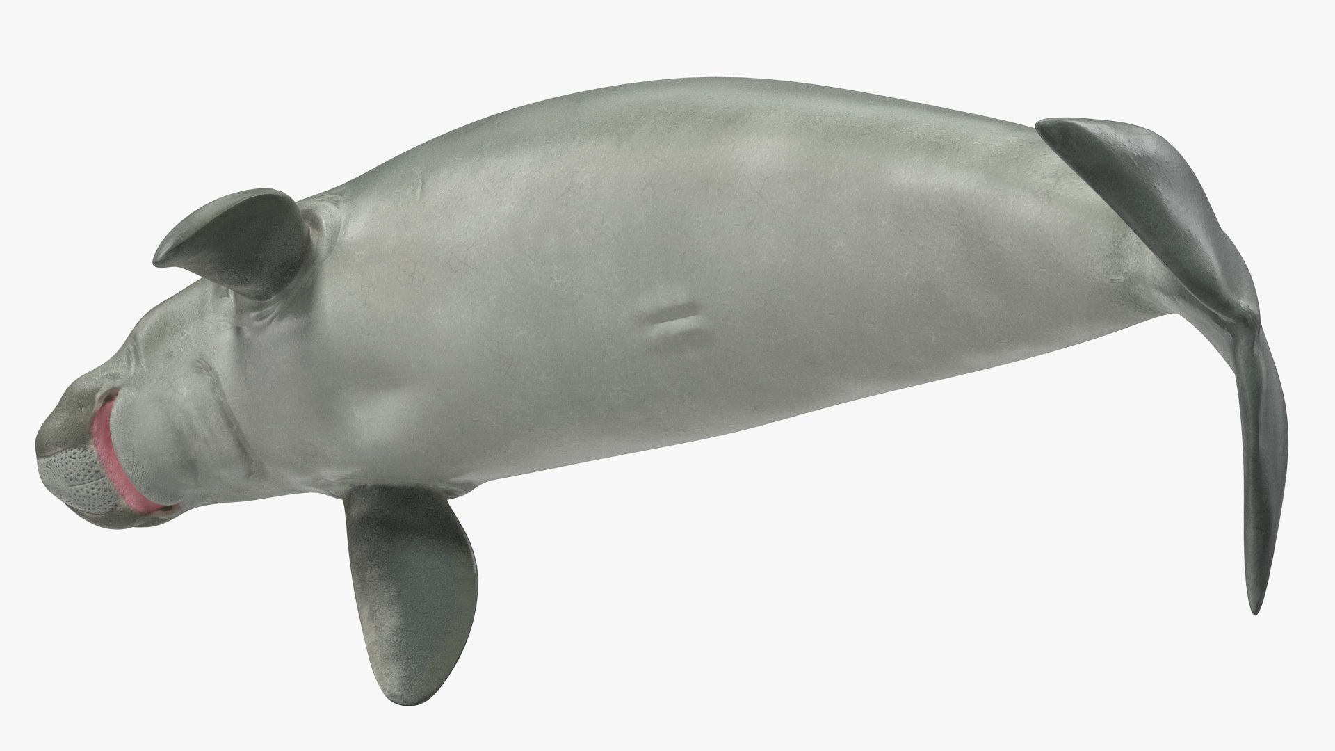 3D dugong swimming pose model - TurboSquid 1519004