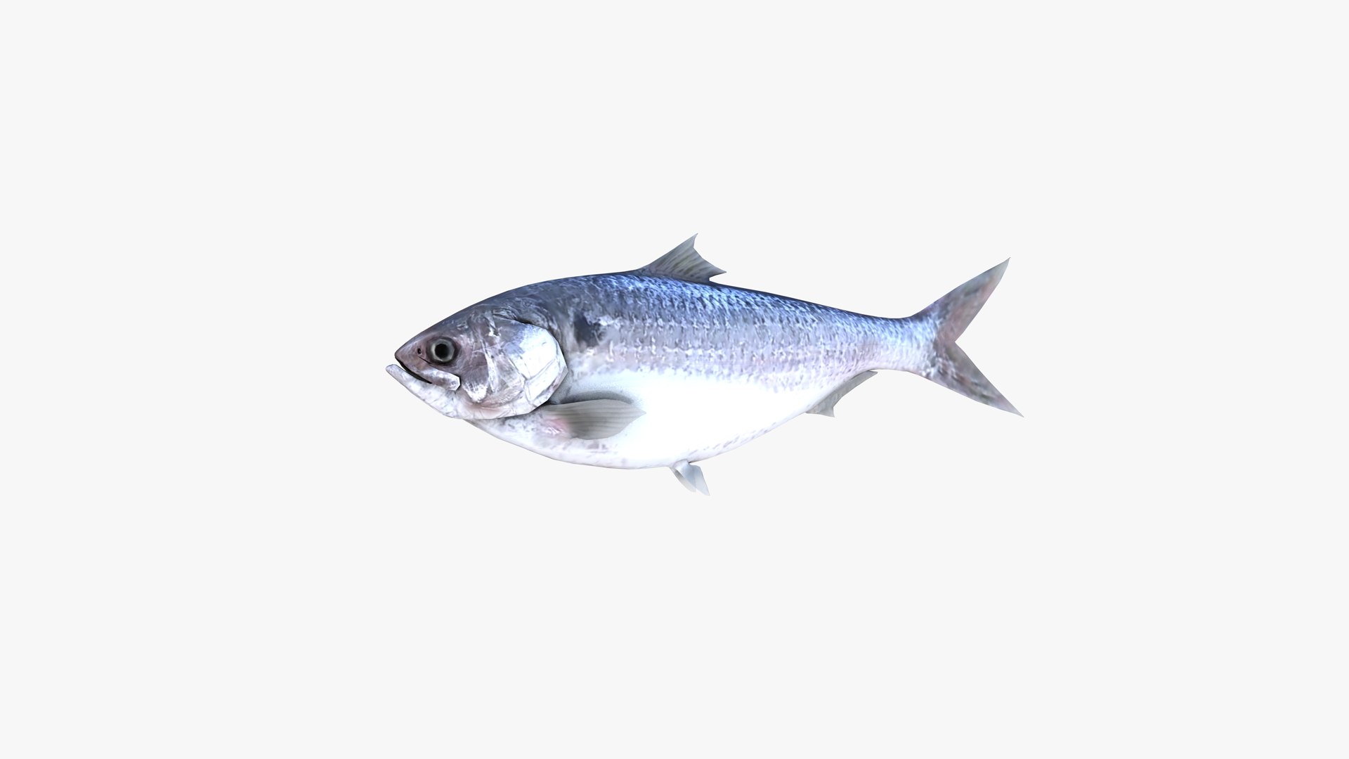 3D Model Toli Shad - TurboSquid 2339977