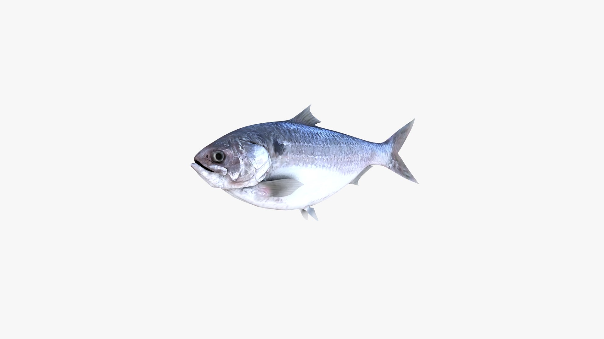 3D Model Toli Shad - TurboSquid 2339977