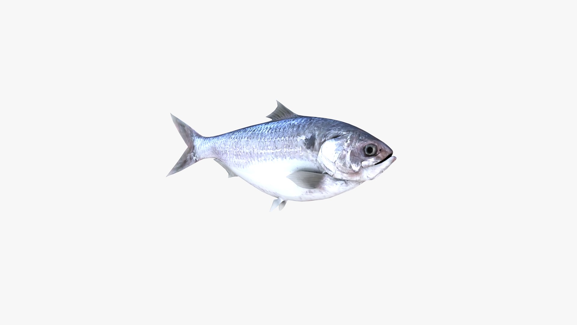 3D Model Toli Shad - TurboSquid 2339977