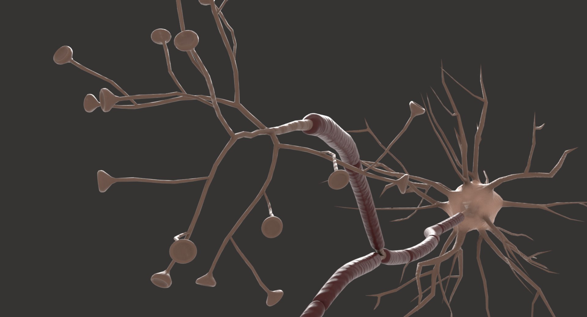 3D Nerve Cell Model - TurboSquid 1406252