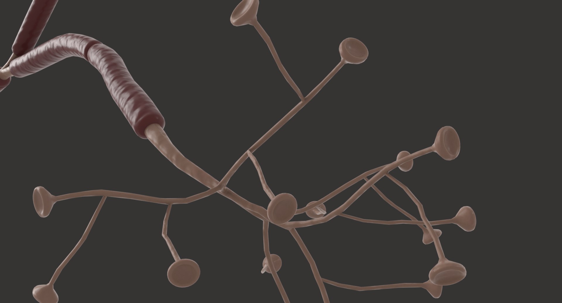 3D Nerve Cell Model - TurboSquid 1406252