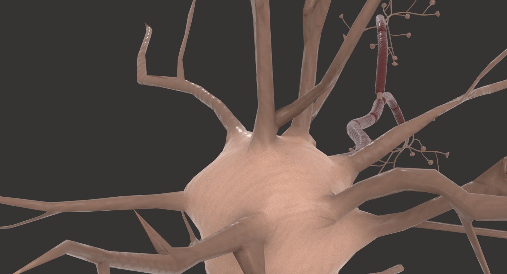 3D Nerve Cell Model - TurboSquid 1406252