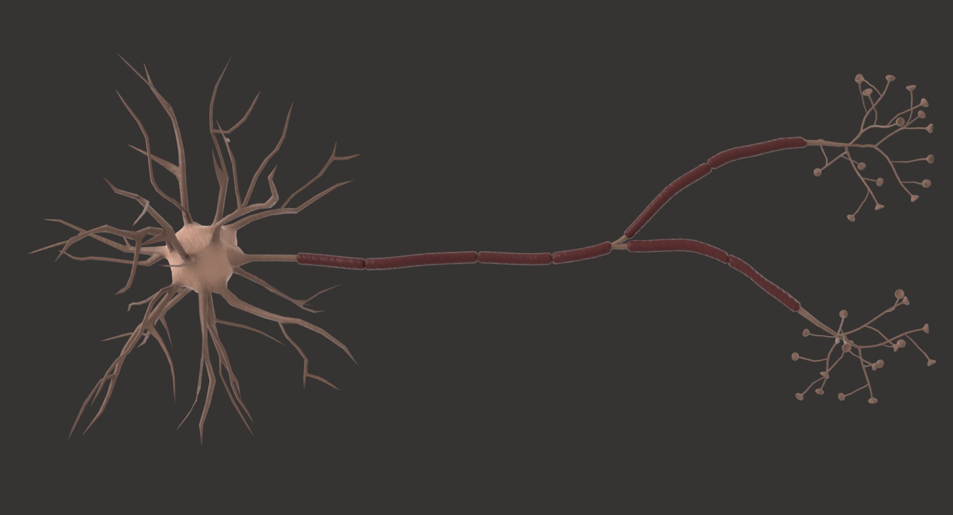 3D Nerve Cell Model - TurboSquid 1406252