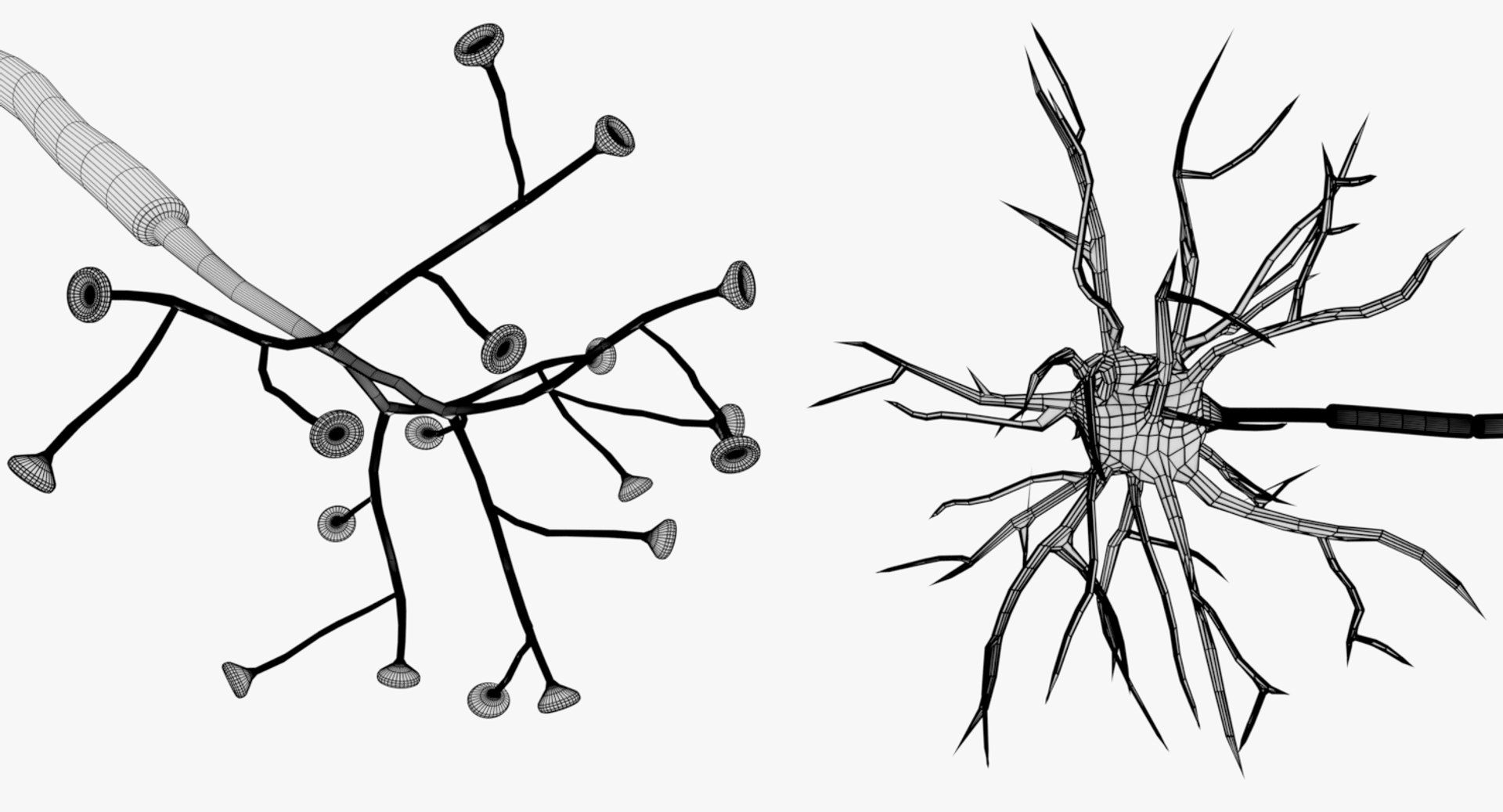 3D Nerve Cell Model - TurboSquid 1406252