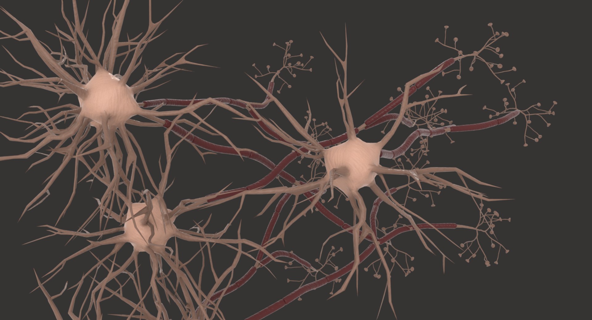 3D Nerve Cell Model - TurboSquid 1406252