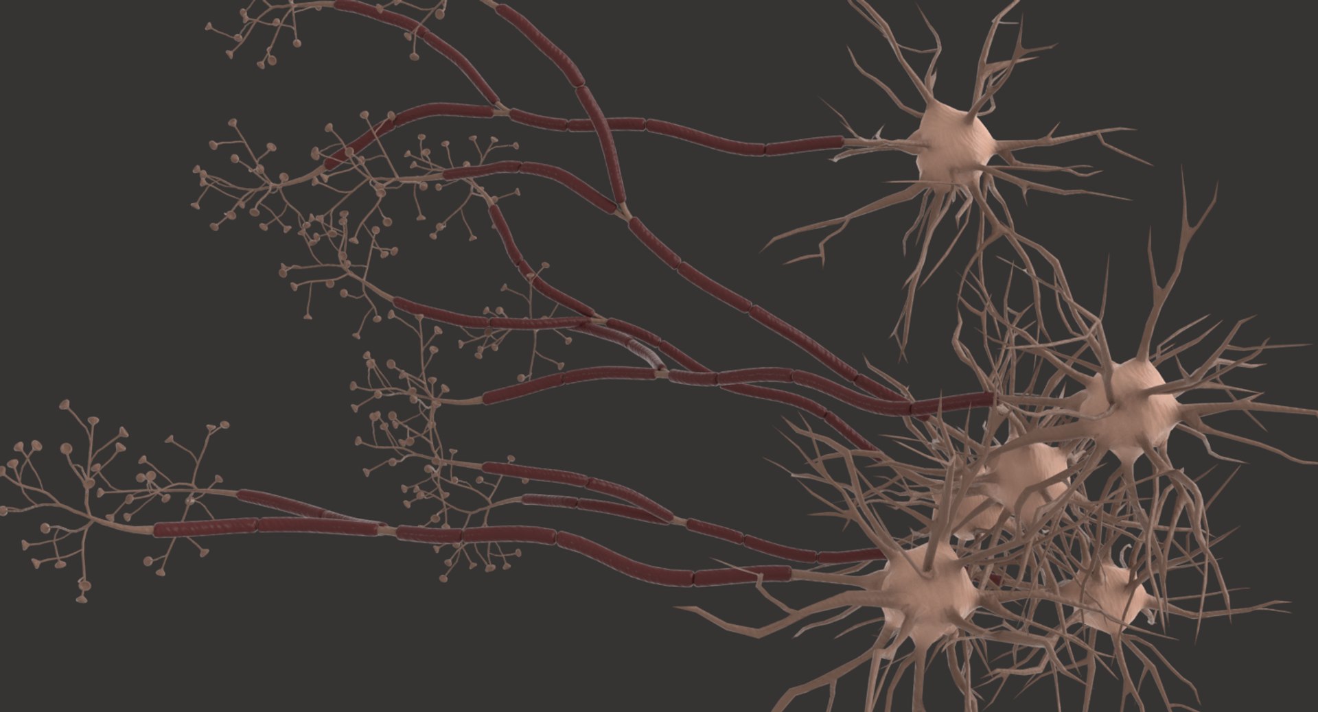 3D Nerve Cell Model - TurboSquid 1406252