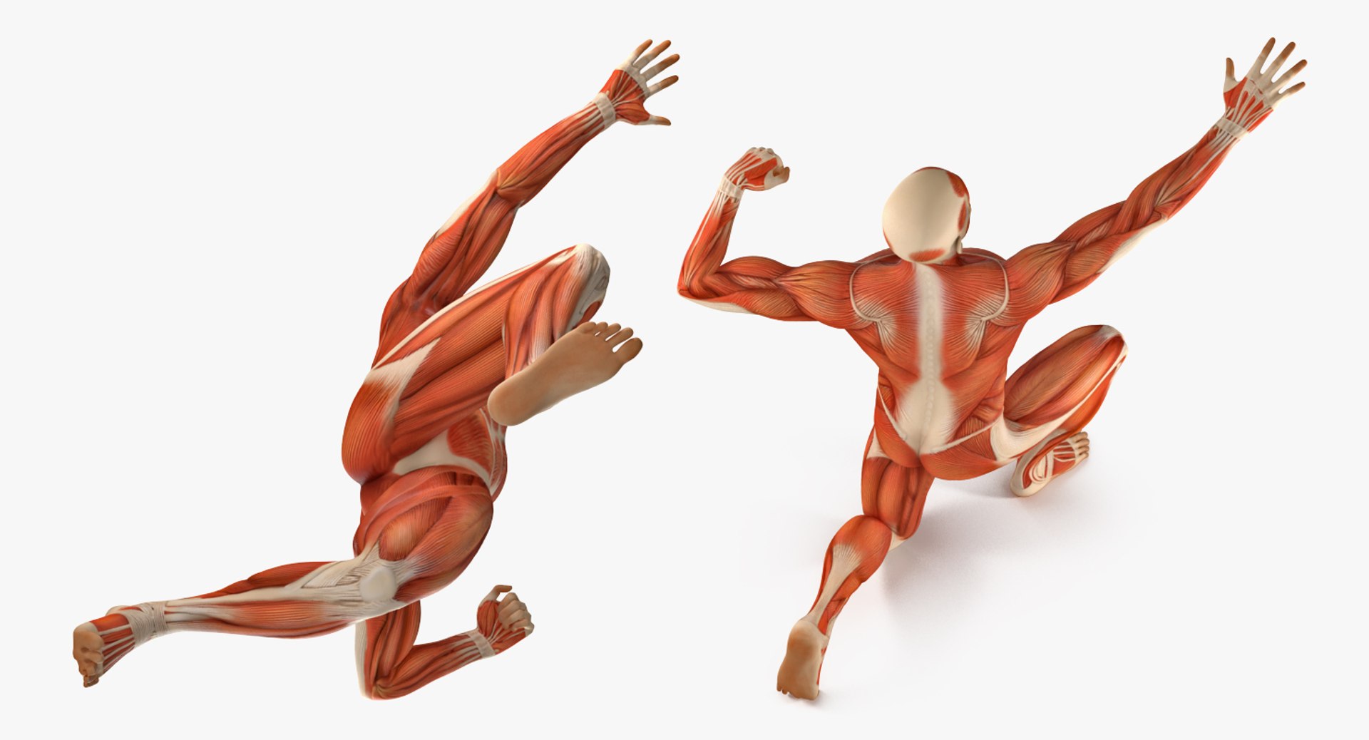 3D model anatomy male muscular rigged - TurboSquid 1243894