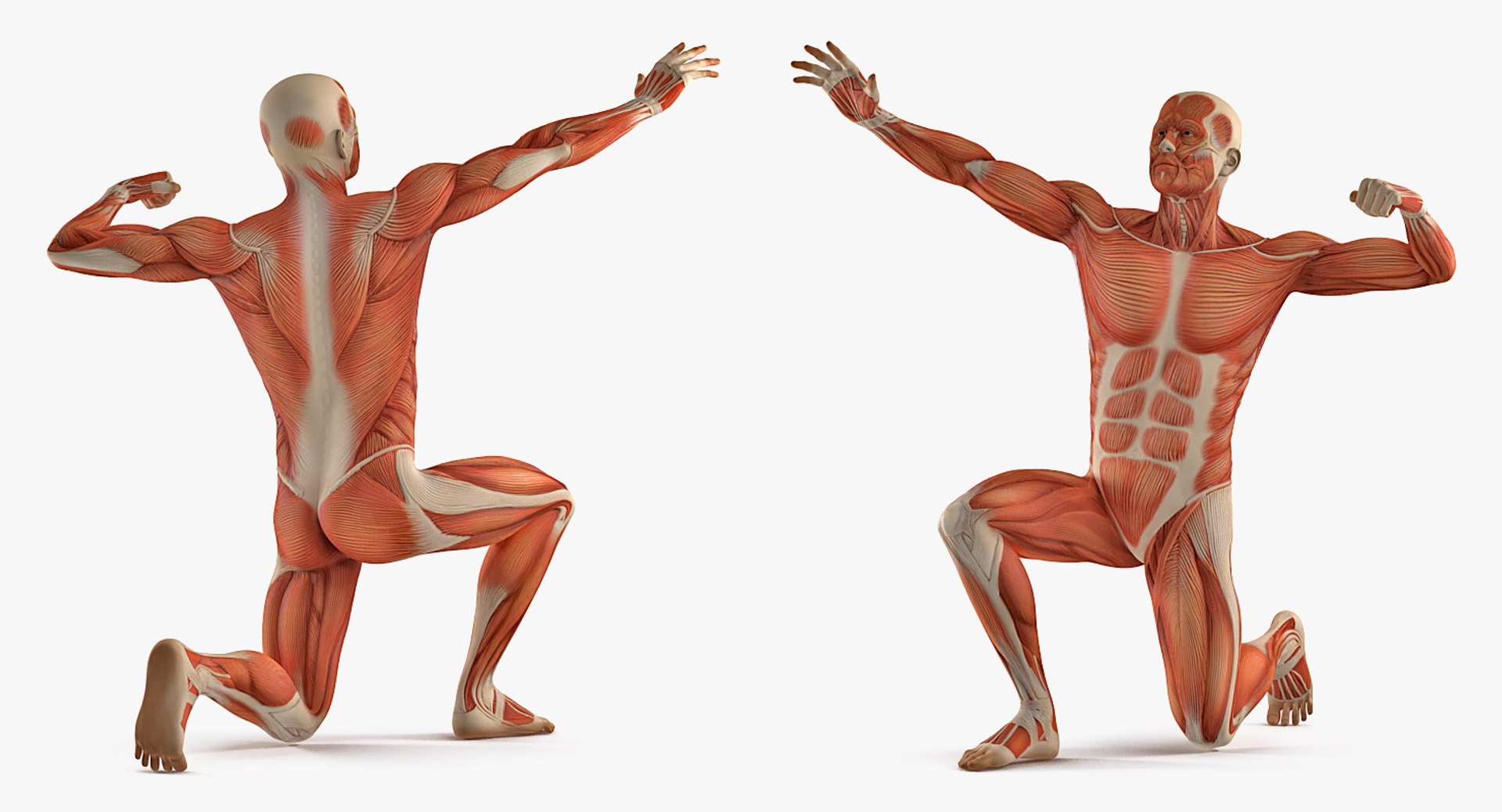 3D model anatomy male muscular rigged - TurboSquid 1243894