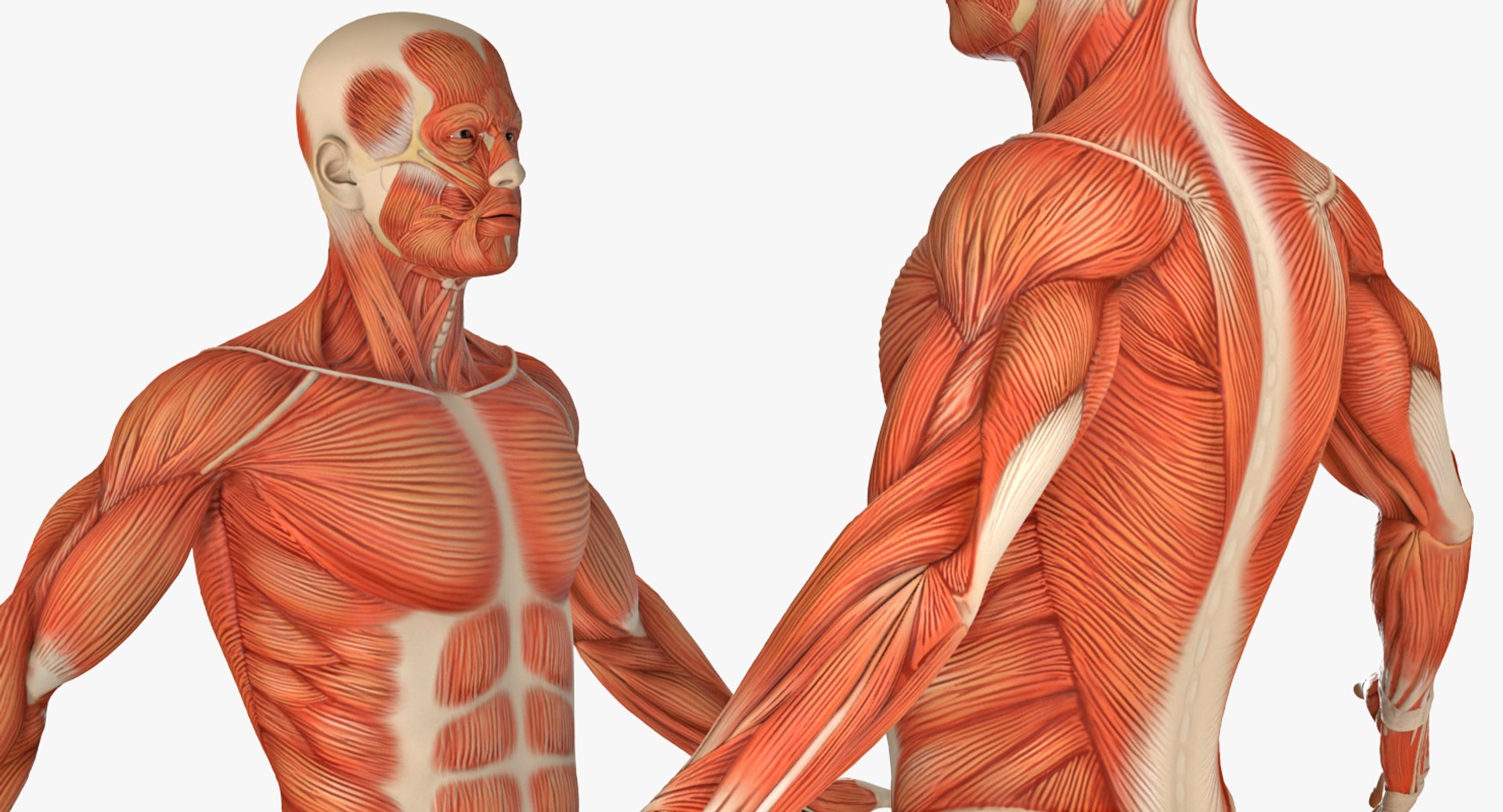 3D model anatomy male muscular rigged - TurboSquid 1243894