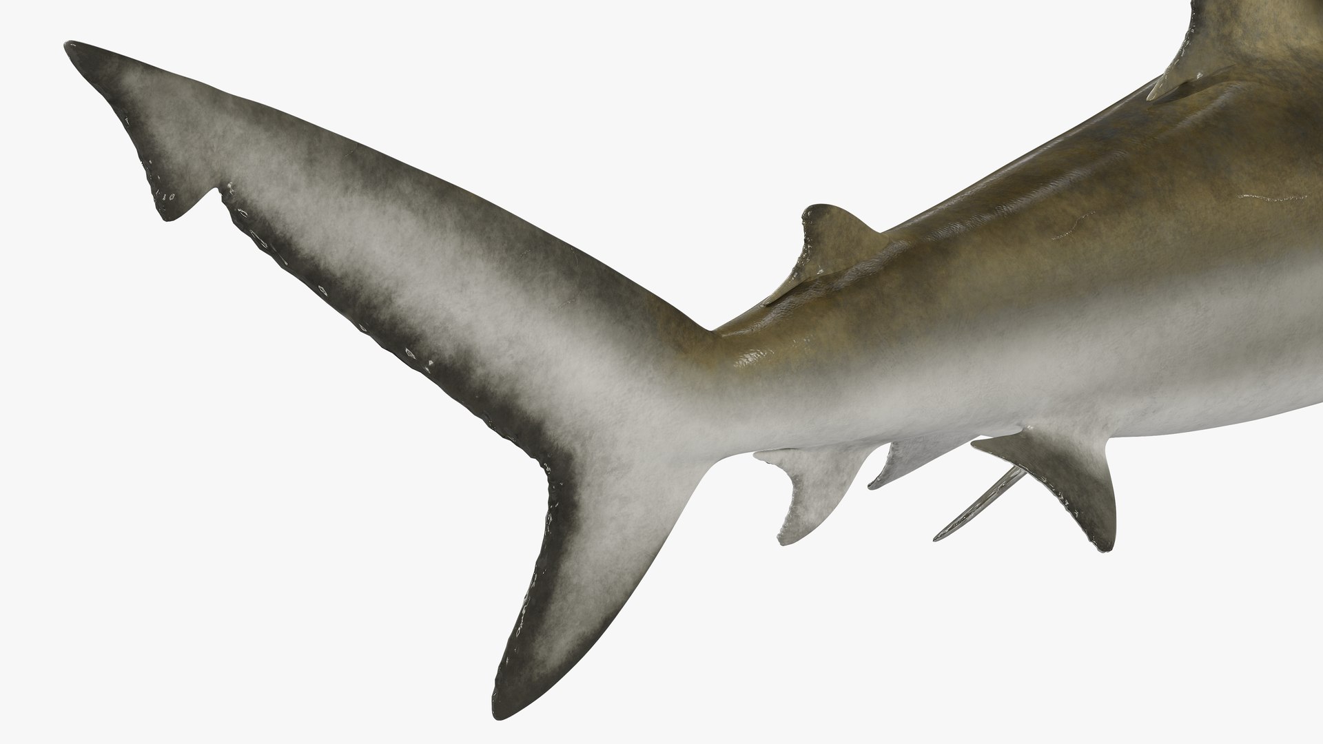 Realistic Bignose Shark Rigged 3D Model - TurboSquid 2384719