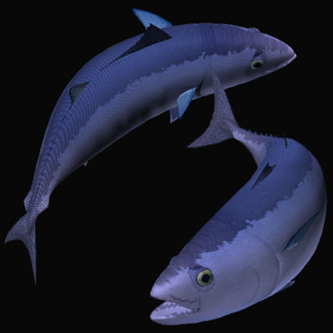 3d Model Bluefin Kuromaguro