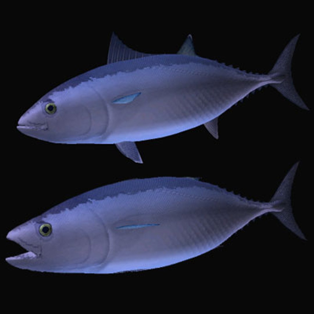 3d Model Bluefin Kuromaguro