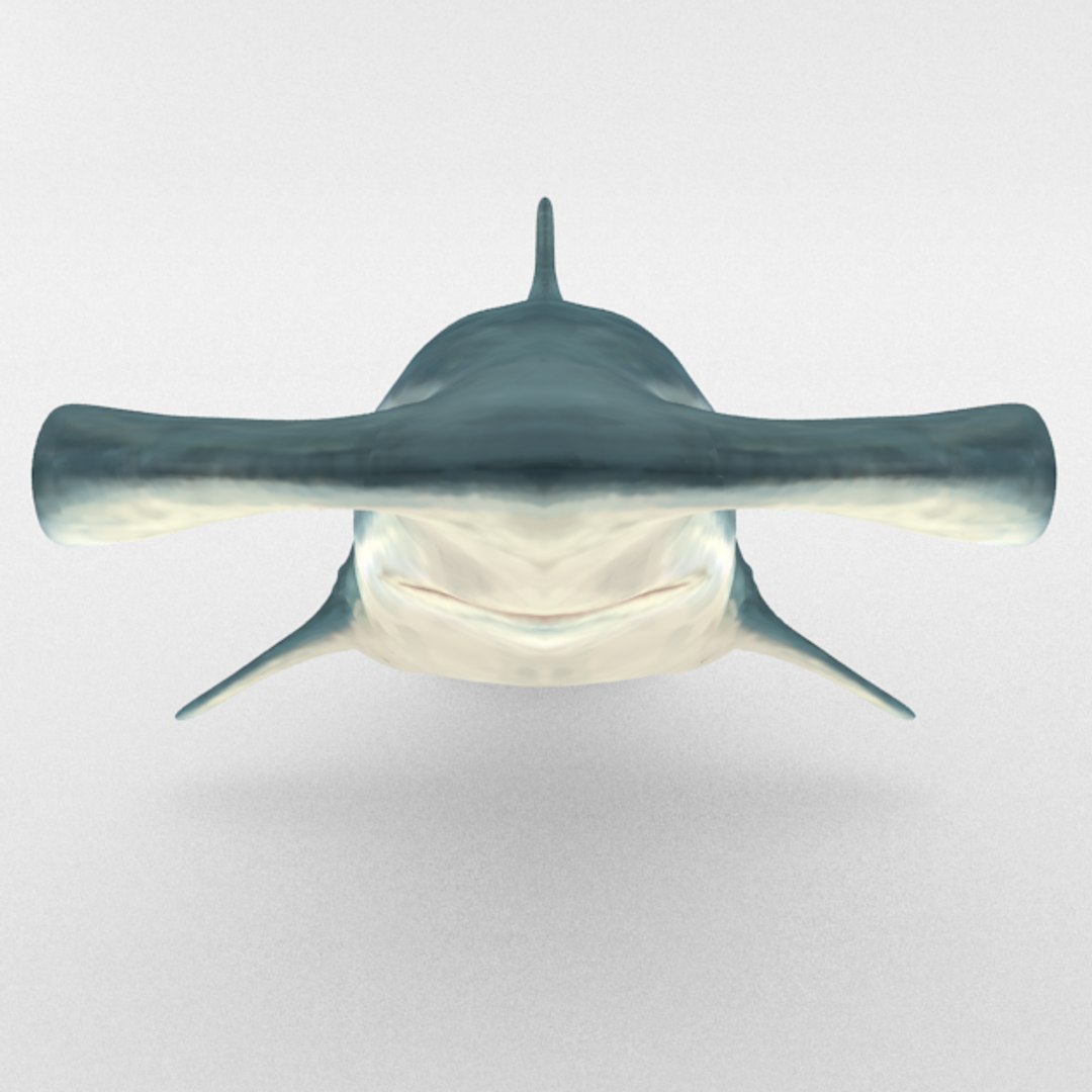 Hammerhead Shark 3D Model - TurboSquid 1316784
