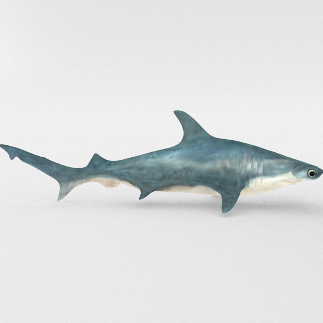 Hammerhead Shark 3D Model - TurboSquid 1316784