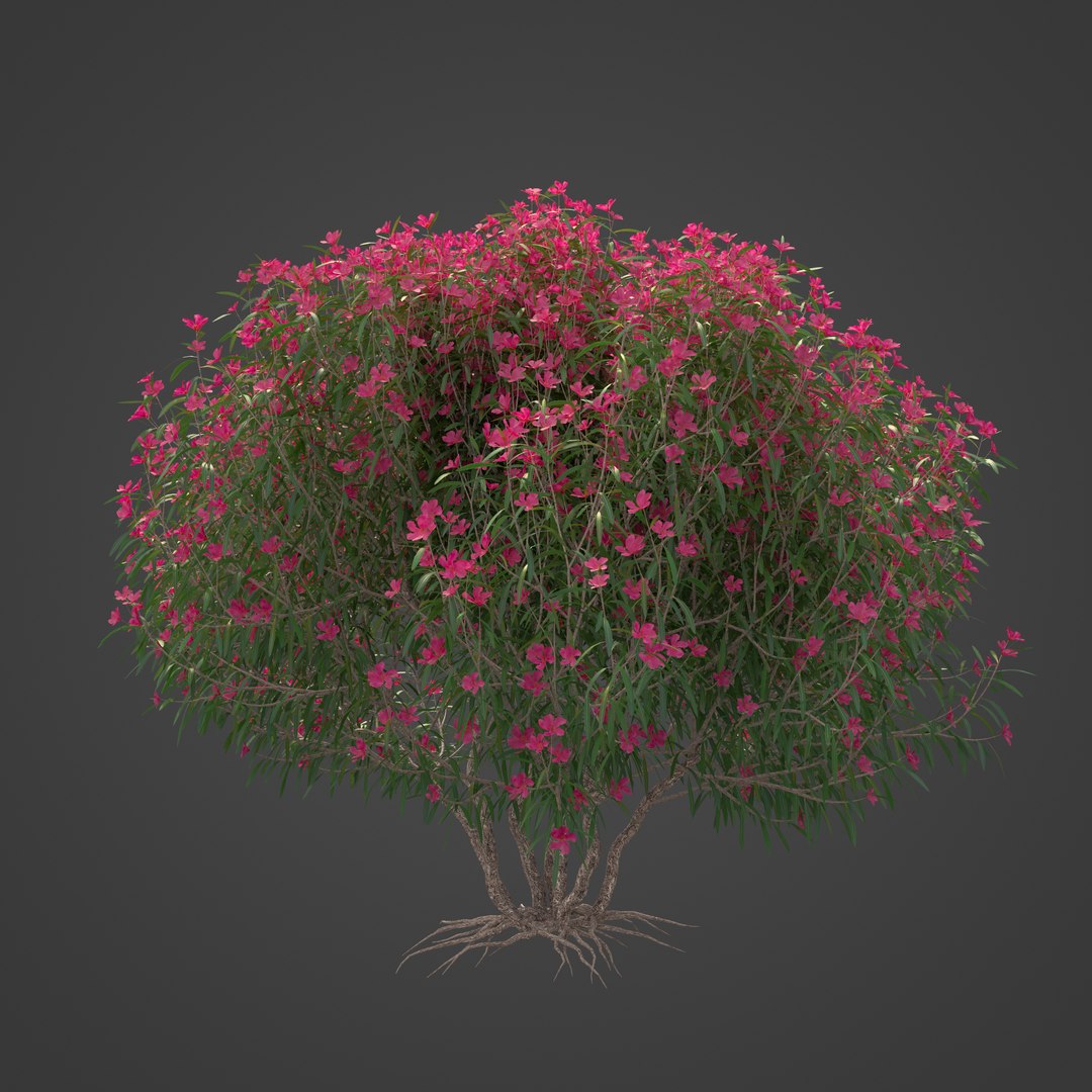 2021 PBR Oleander Collection - Nerium Oleander 3D Model - TurboSquid ...