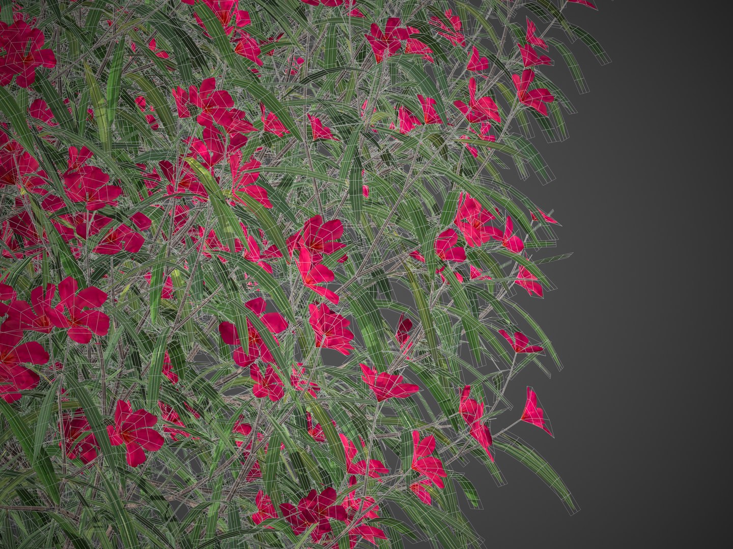 2021 PBR Oleander Collection - Nerium Oleander 3D Model - TurboSquid ...