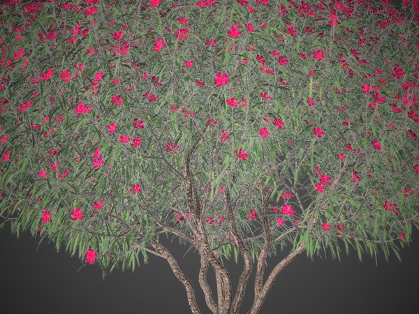 2021 PBR Oleander Collection - Nerium Oleander 3D model - TurboSquid ...