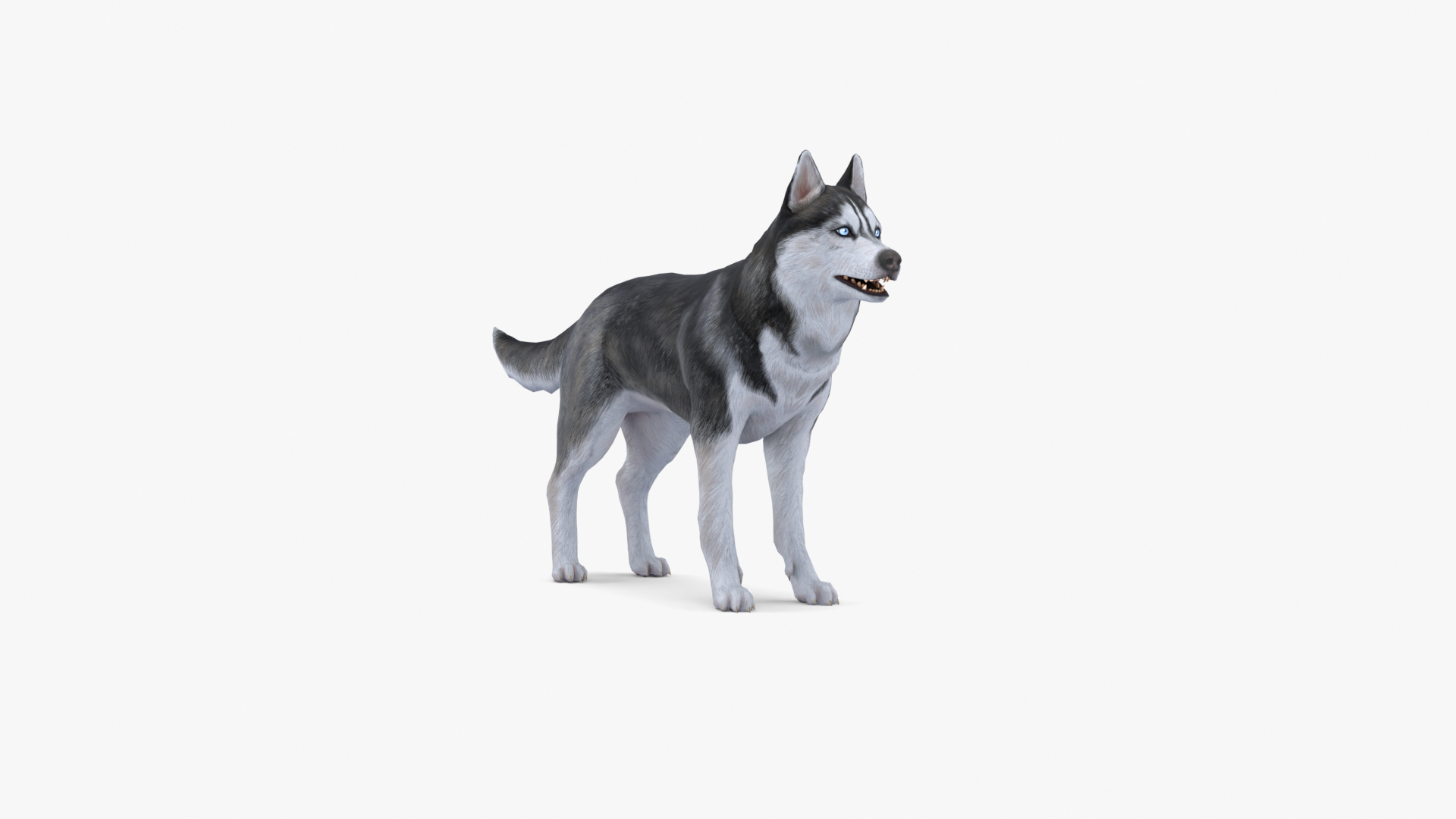 Hund Husky RIGGED 3D-Modell - TurboSquid 2518792