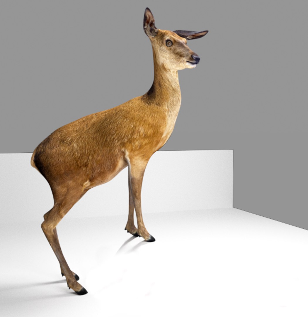 rigged deer fbx