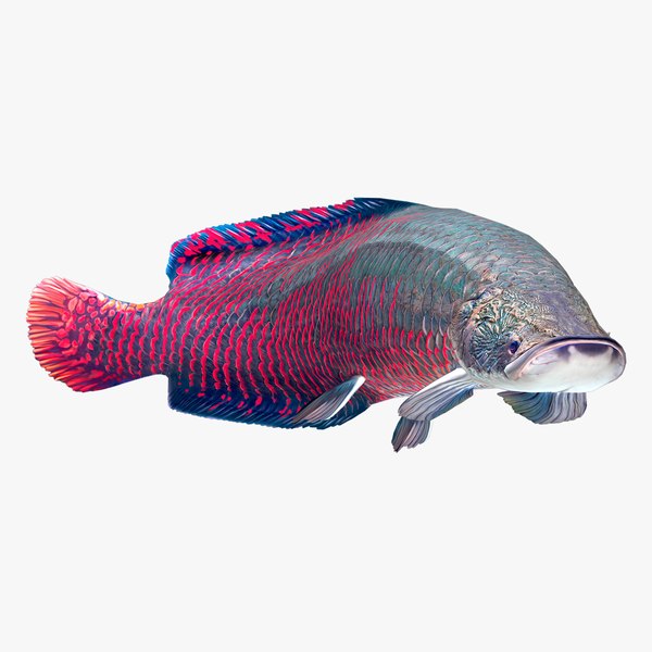 modelo 3d Pescado Arapaima Gigas Low-poly - TurboSquid 1923192