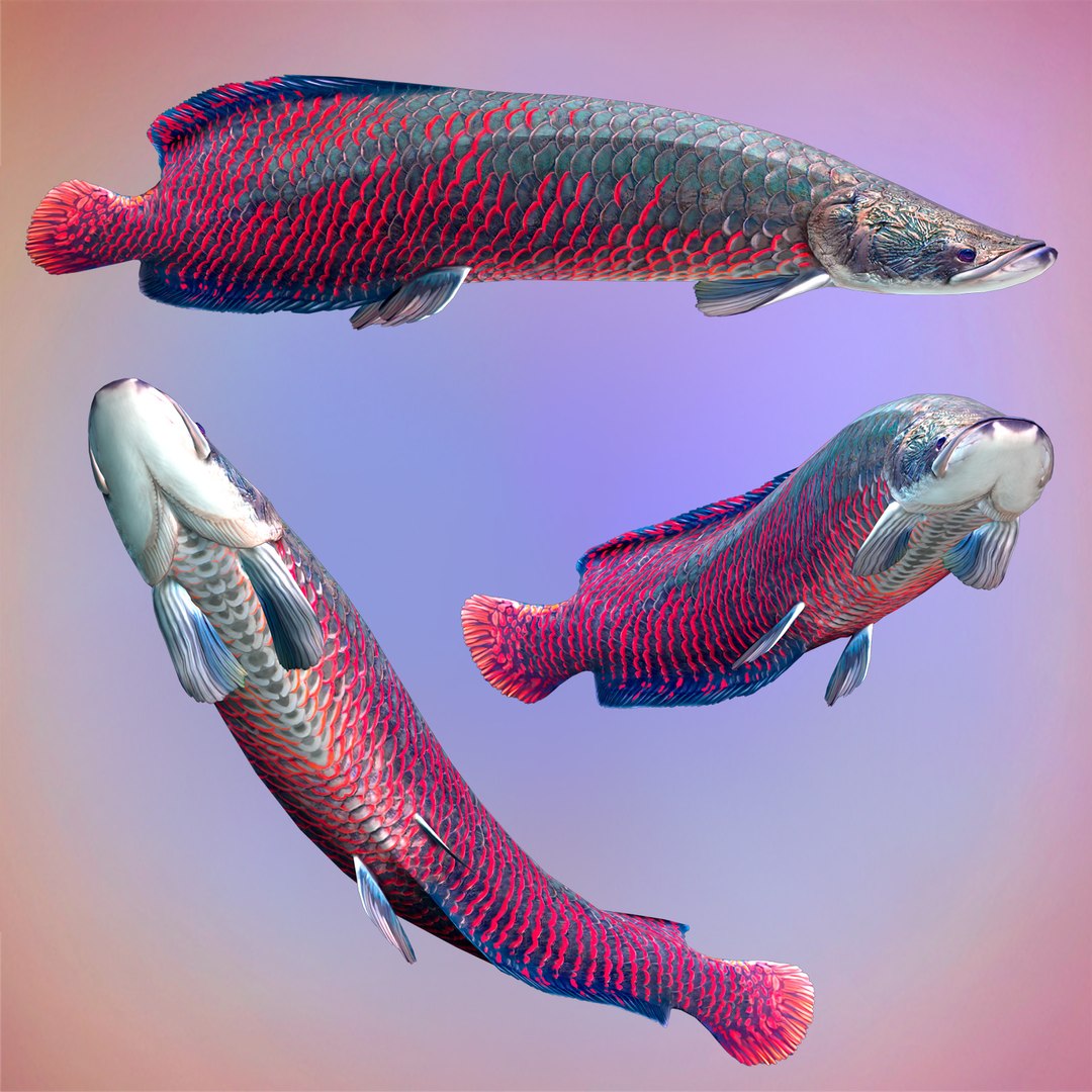 Fish Arapaima Gigas Low-poly 3D Model - TurboSquid 1923192