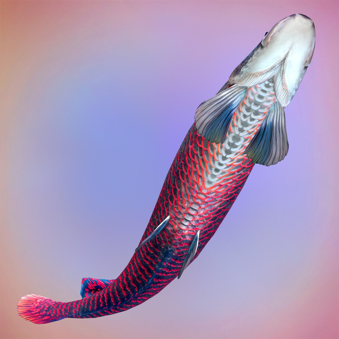 Fish Arapaima Gigas Low-poly 3D Model - TurboSquid 1923192