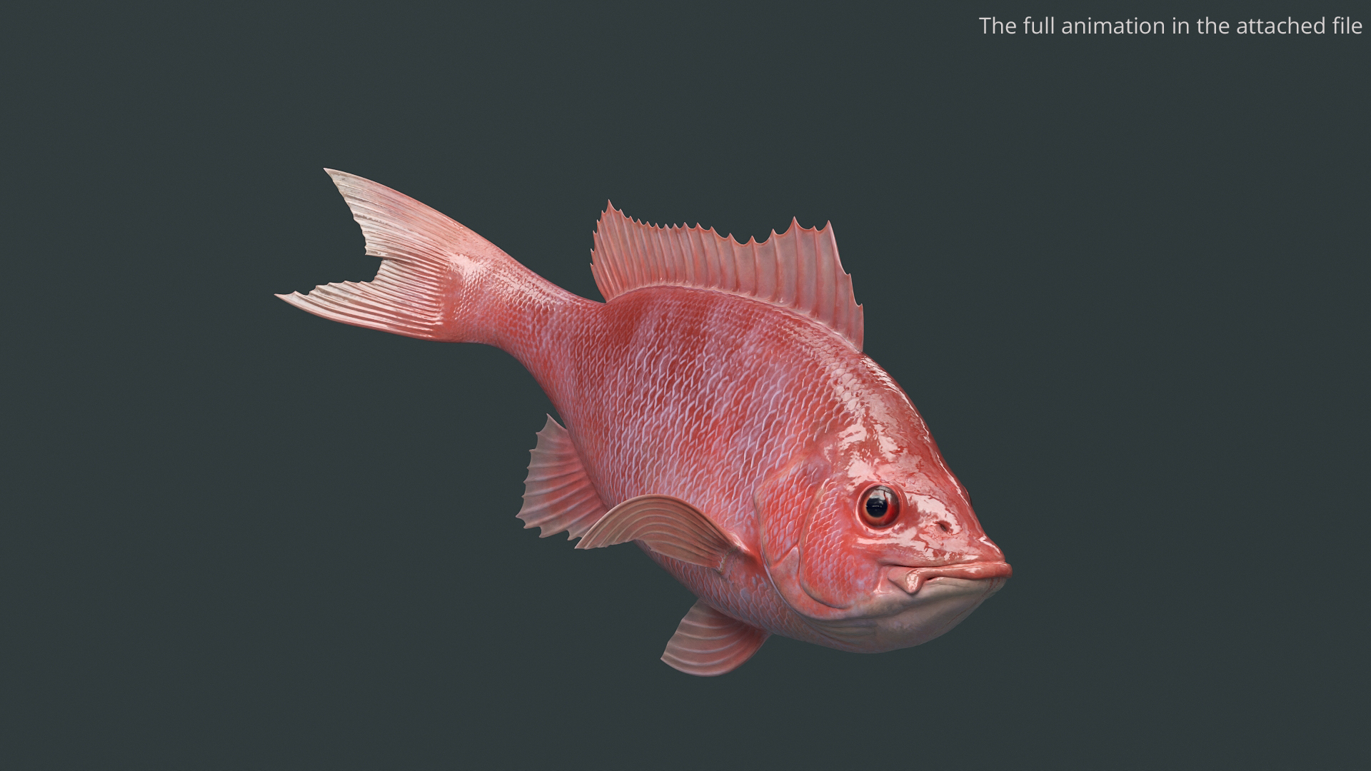 3D Campeche Red Snapper Eating Rigged For Maya Animated - TurboSquid ...