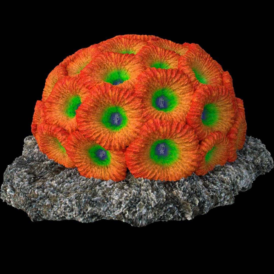 Coral Honeycomb V1 3d Model