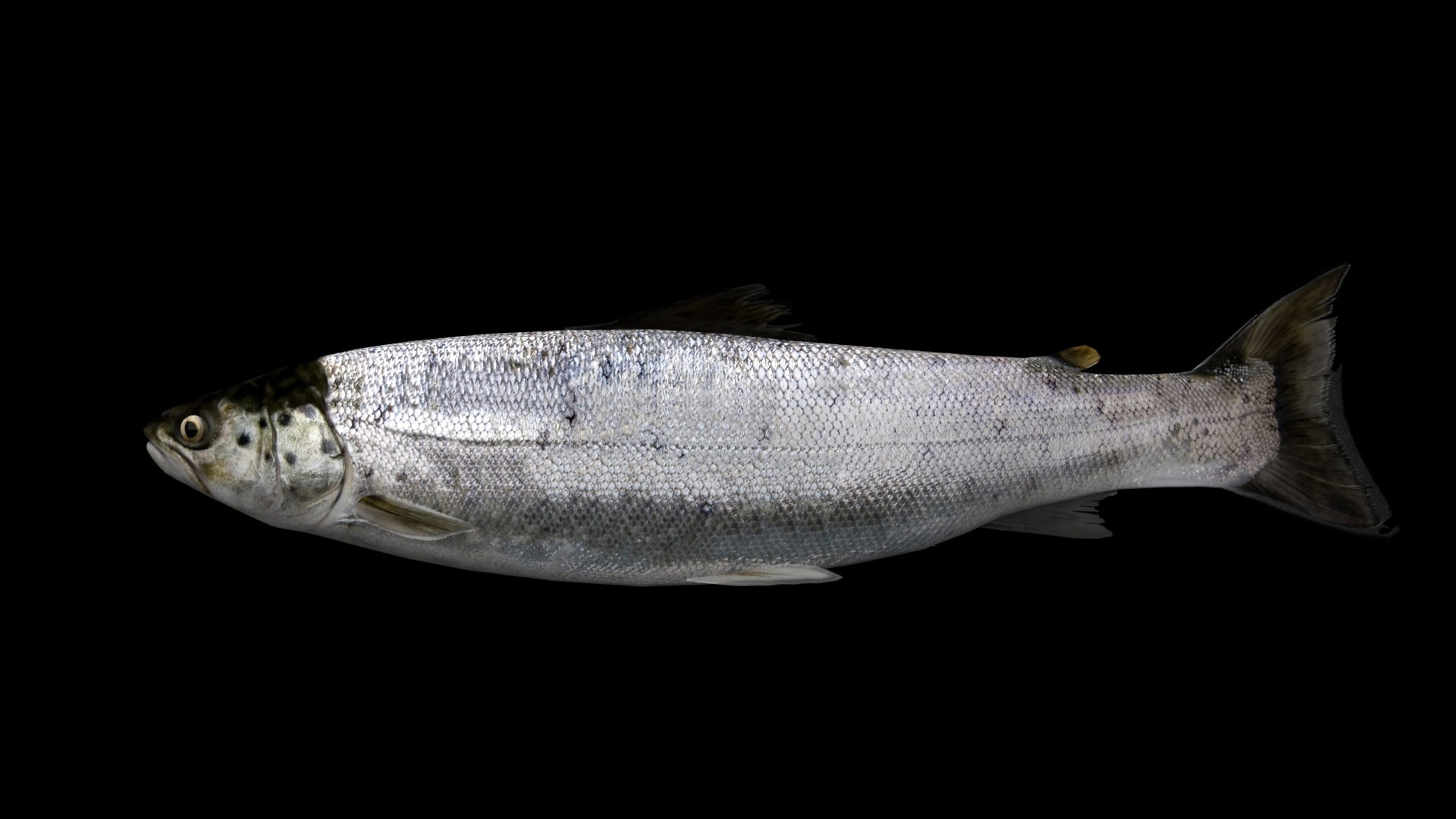 Trout Rigged 3d Model