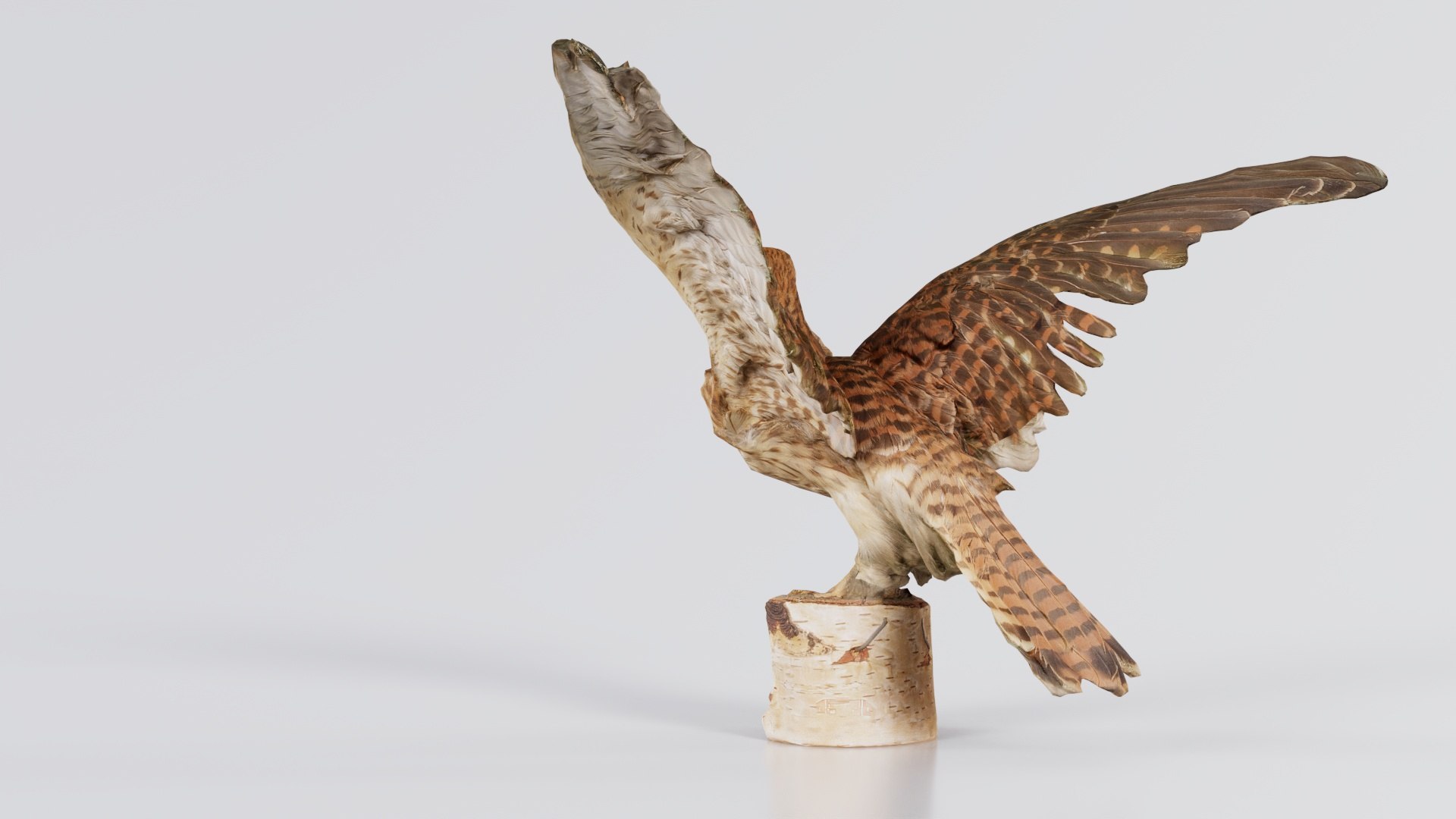 3D Model Falcon Falconinae Remastered - TurboSquid 2359508