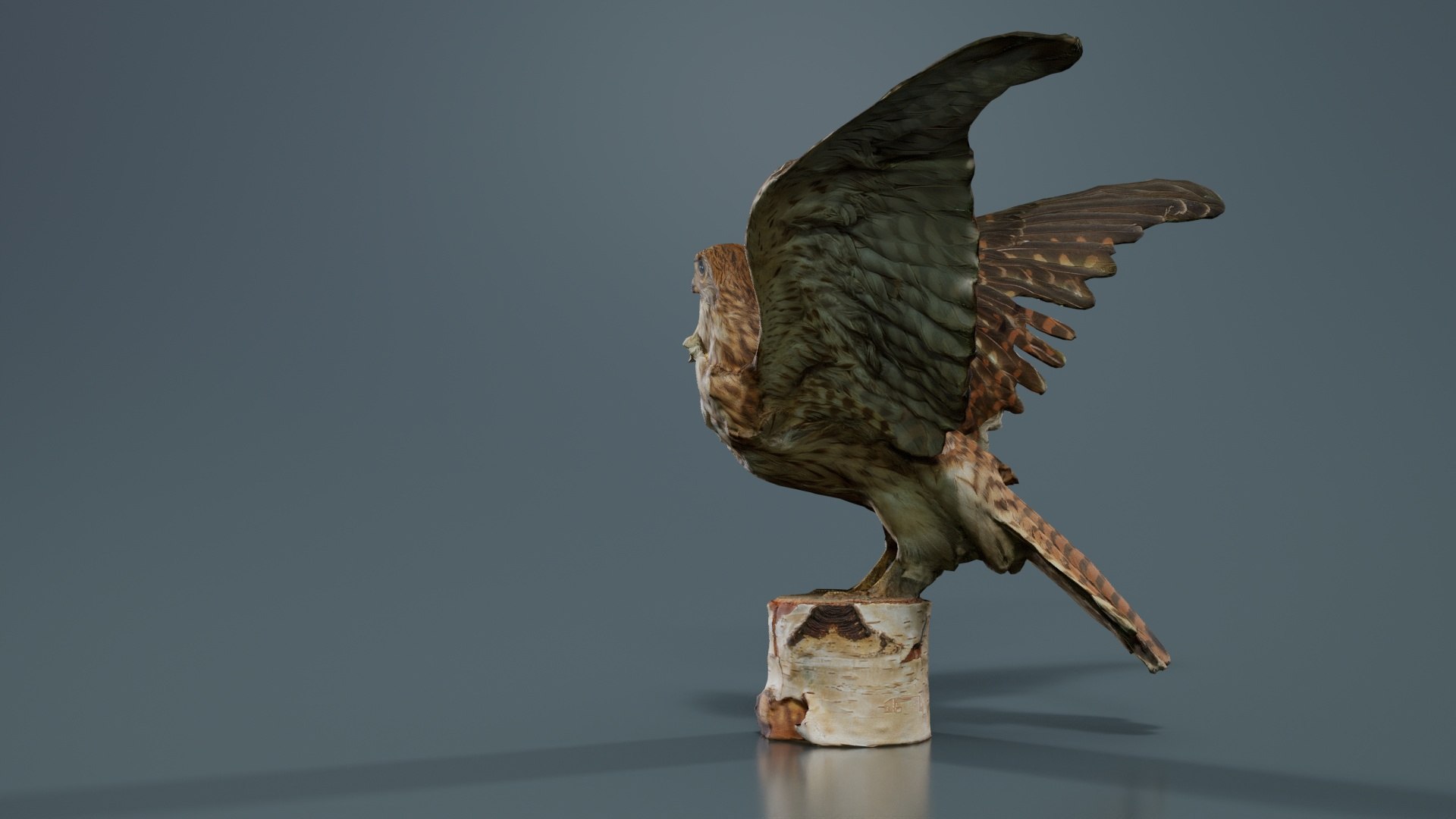 3D Model Falcon Falconinae Remastered - TurboSquid 2359508