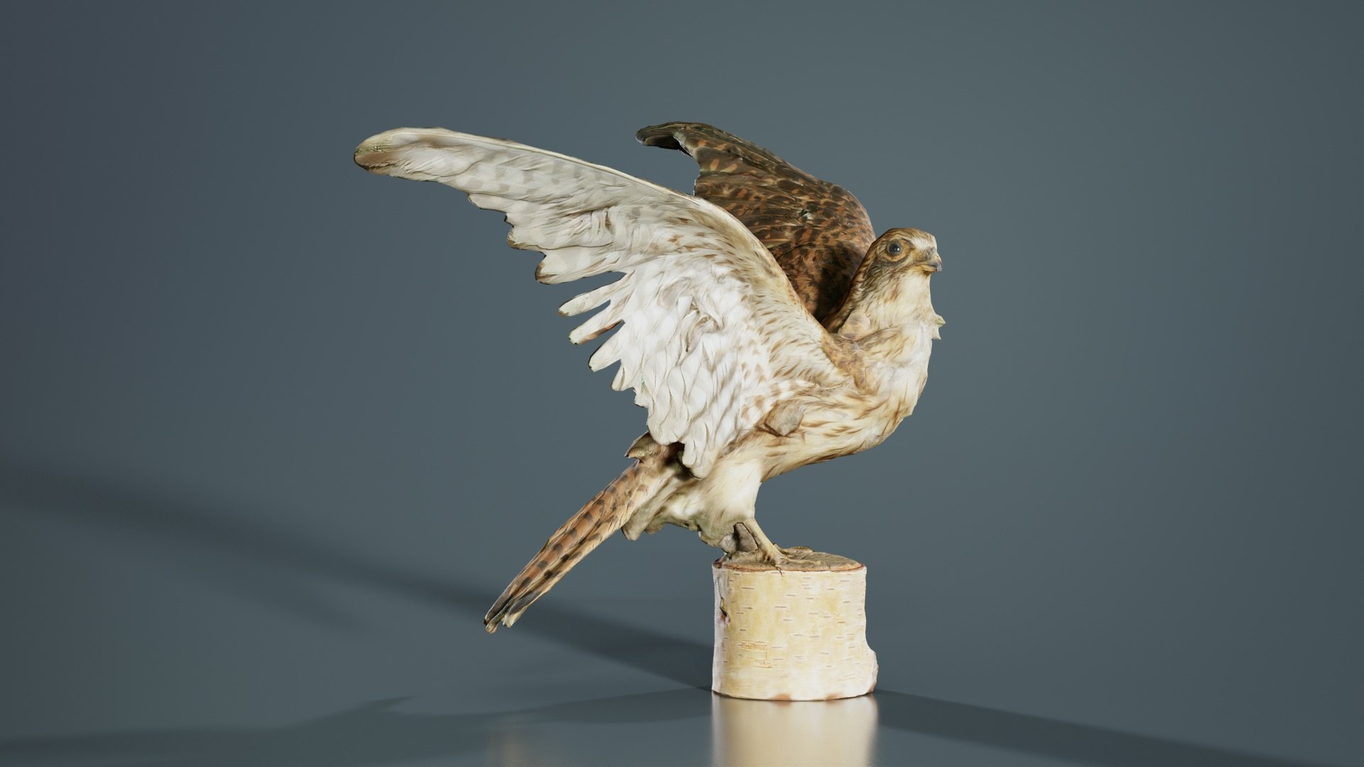 3D Model Falcon Falconinae Remastered - TurboSquid 2359508