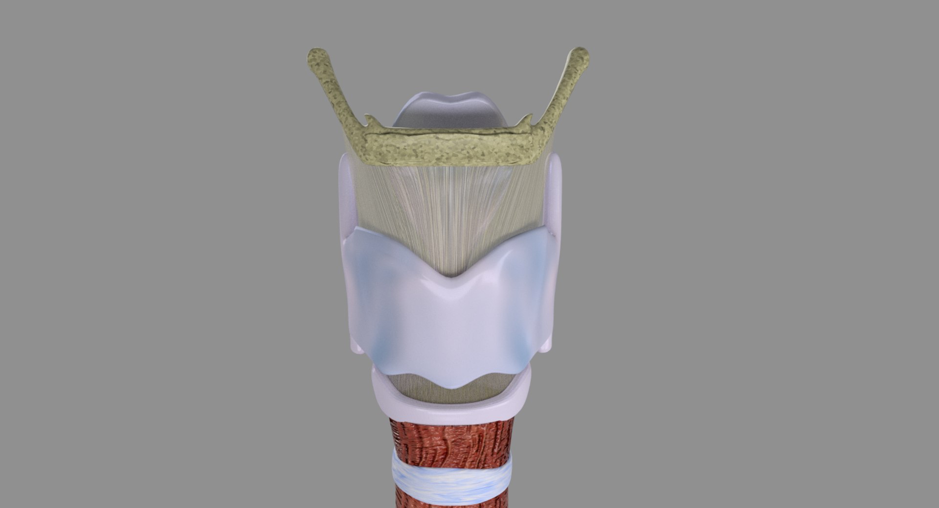 Larynx Trachea 3D Model - TurboSquid 1319878