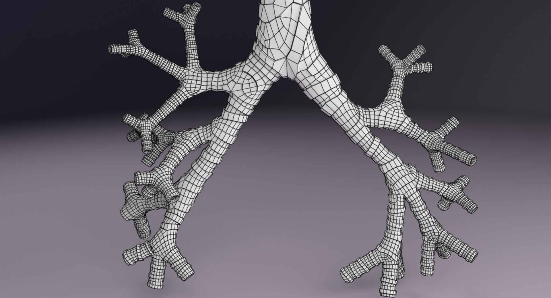 Larynx Trachea 3D Model - TurboSquid 1319878