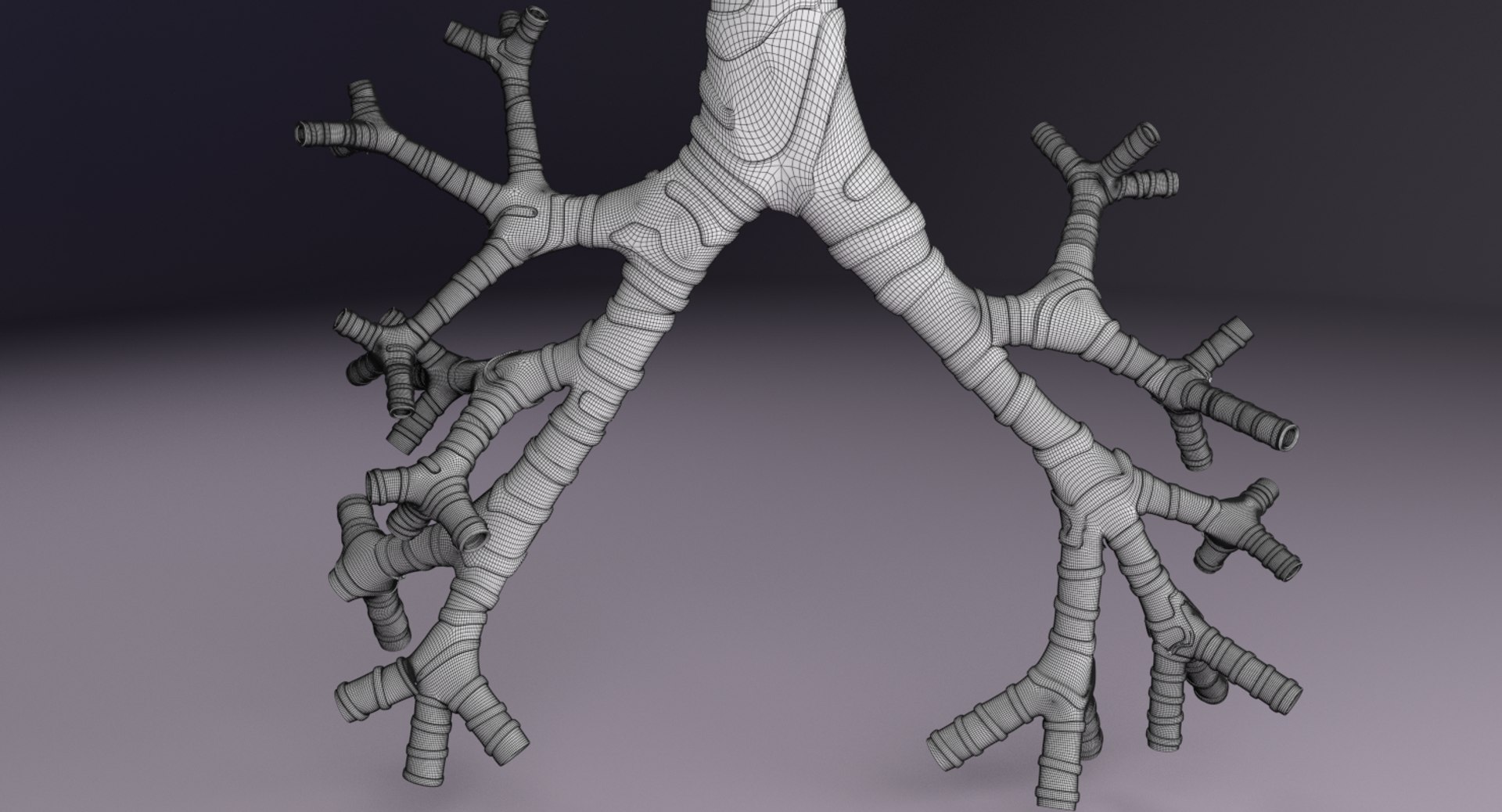 Larynx Trachea 3D Model - TurboSquid 1319878