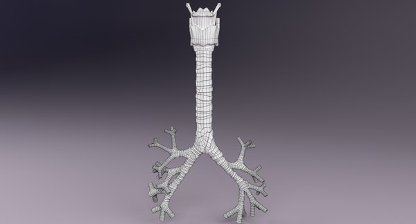 modelo 3d Laringe y tráquea - TurboSquid 1319878