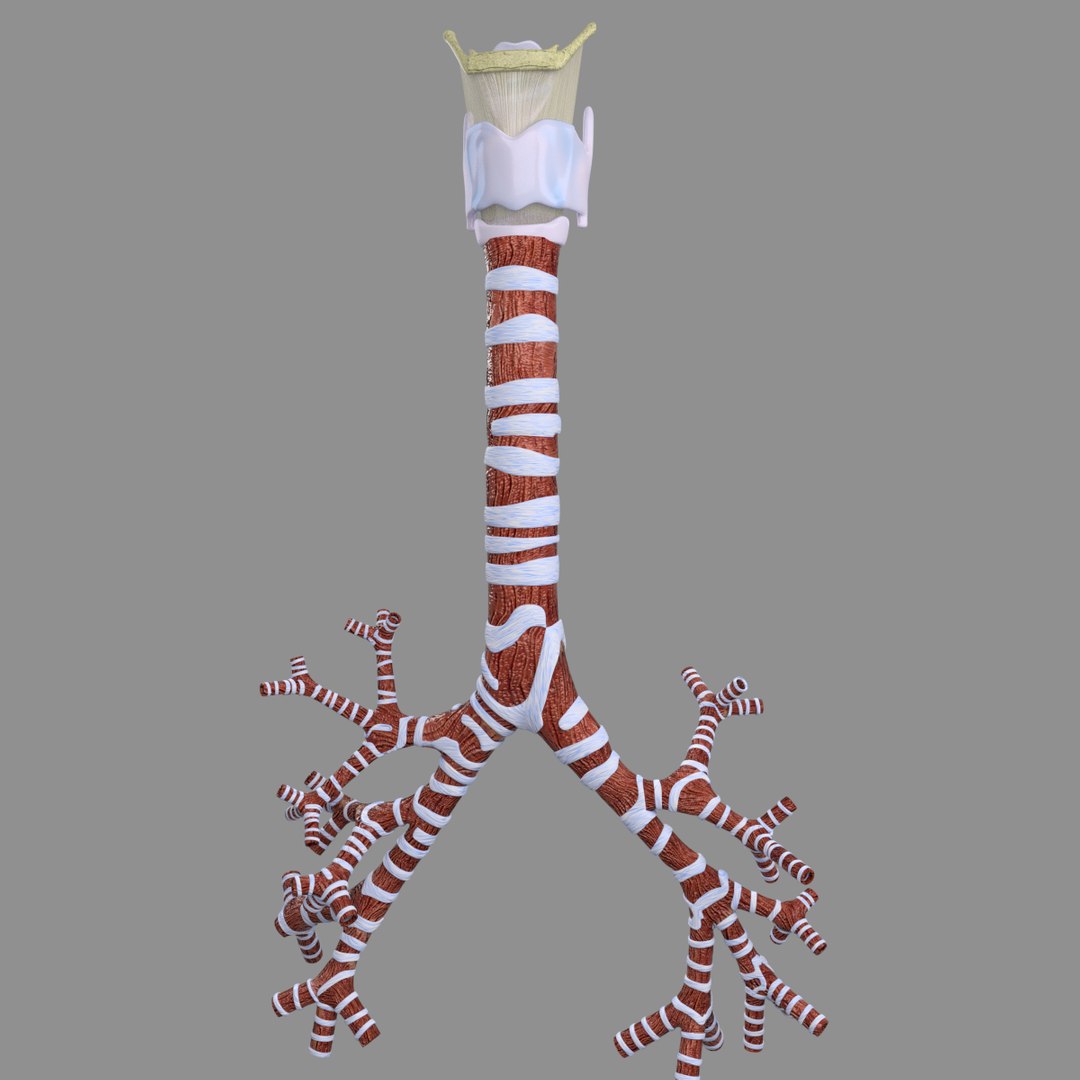 Larynx Trachea 3D Model - TurboSquid 1319878