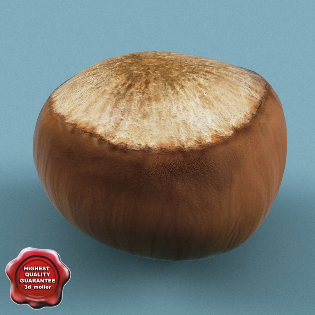 3d model hazelnut modelled