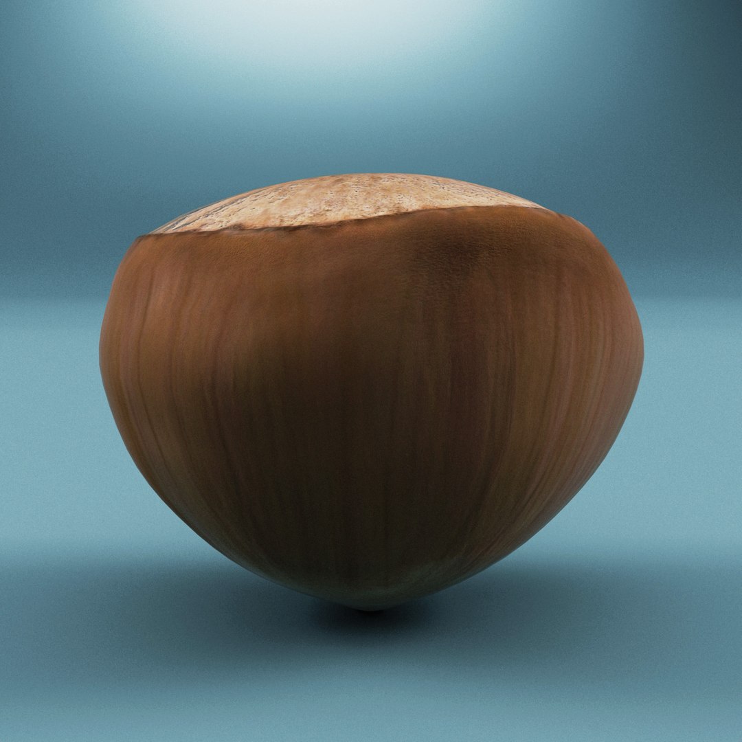 3d model hazelnut modelled