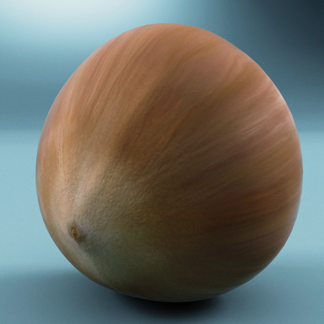 3d model hazelnut modelled