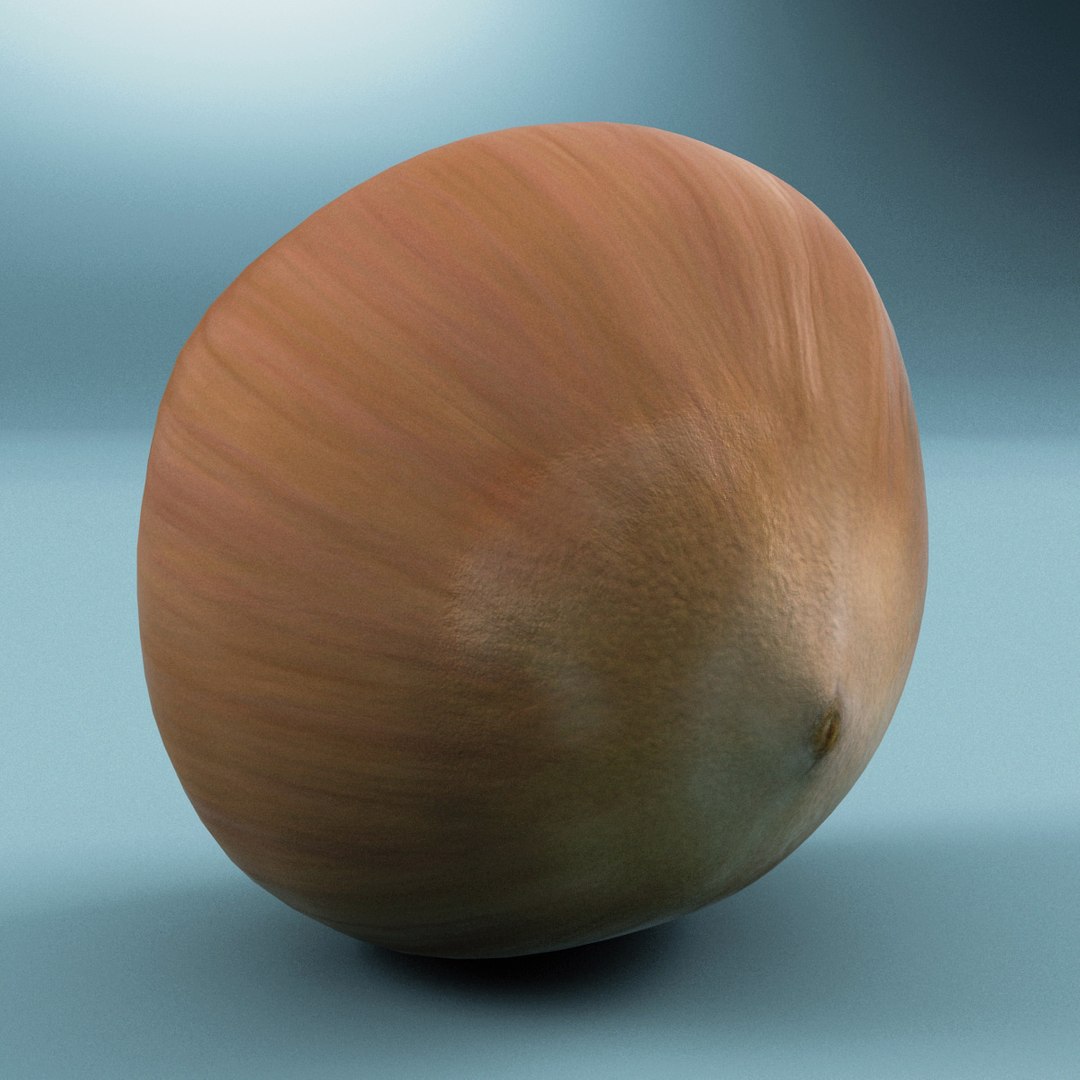 3d model hazelnut modelled