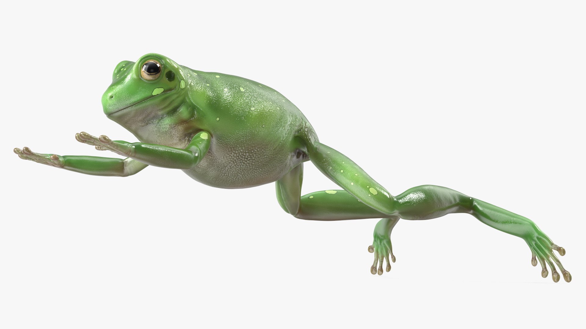 Ranoidea Caerulea Frog 3D - TurboSquid 2248491