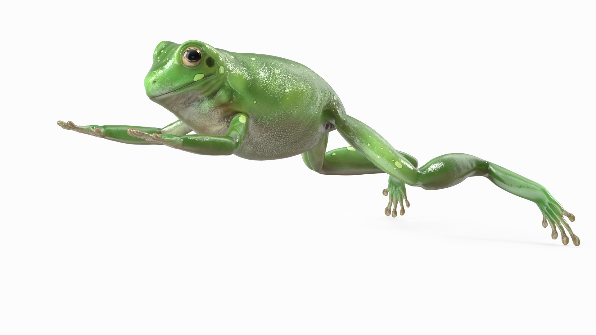 Ranoidea Caerulea Frog 3D - TurboSquid 2248491