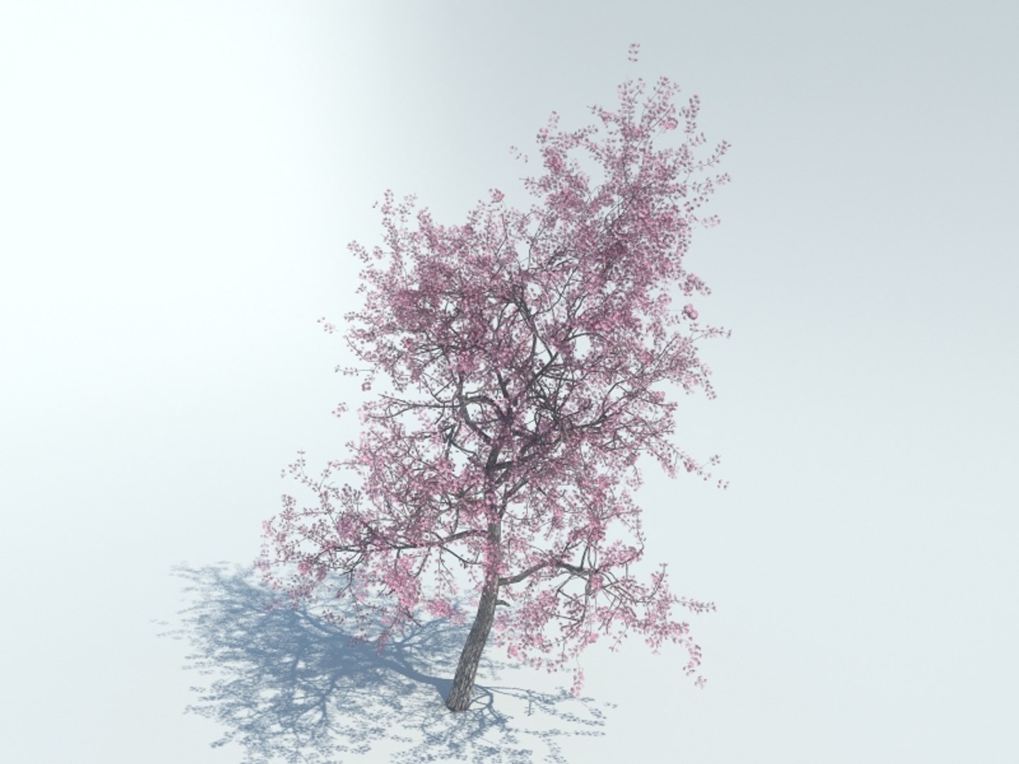 3d Max Realistic Sakura Tree