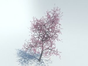 Cherry Tree 3D Models for Download | TurboSquid
