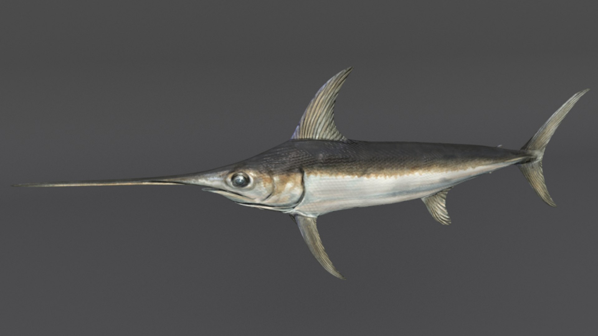 Fish swordfish model - TurboSquid 1316817