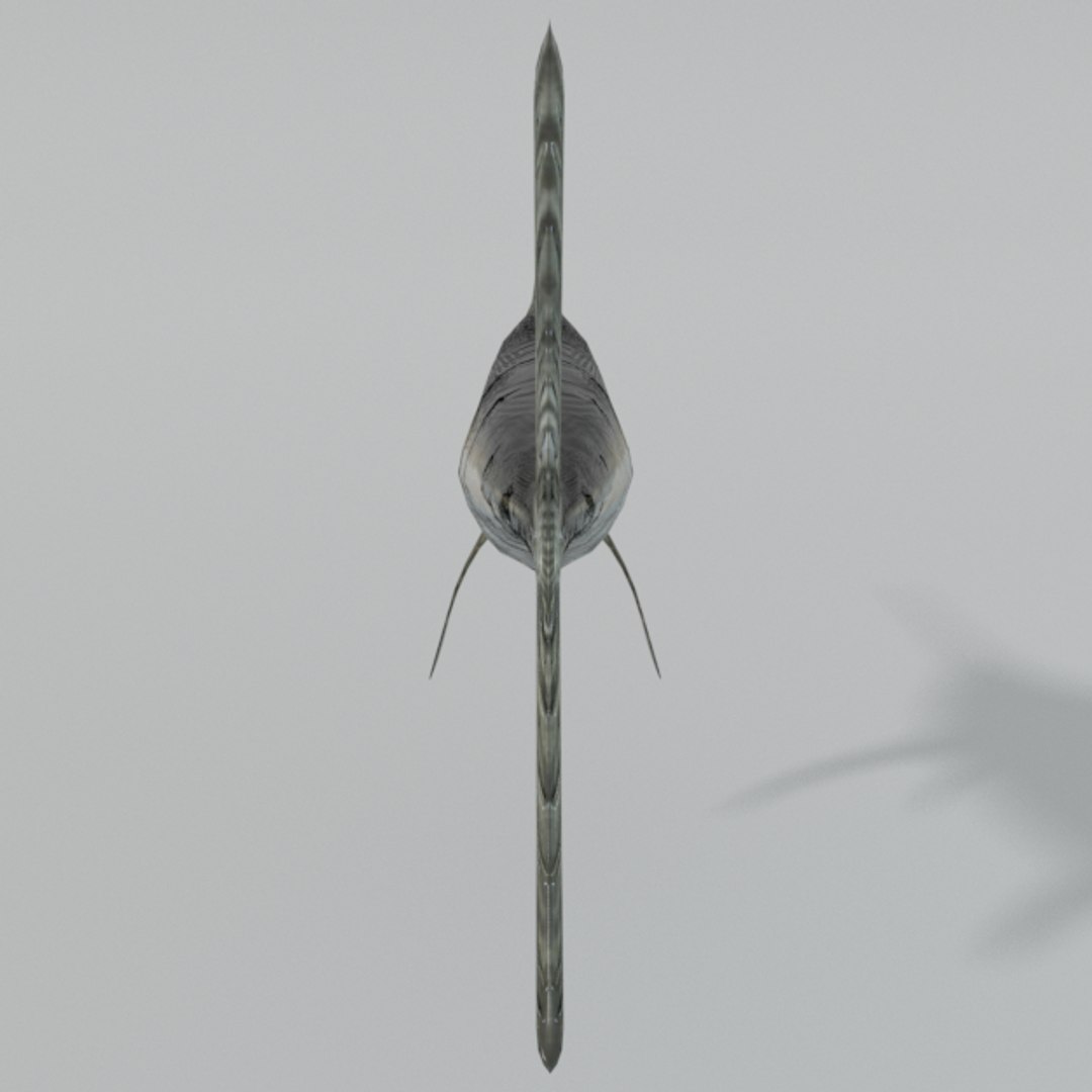 Fish swordfish model - TurboSquid 1316817
